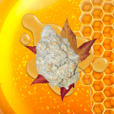 Fall Cannabis Strains & Wilton Activities | HoneyComb Farm