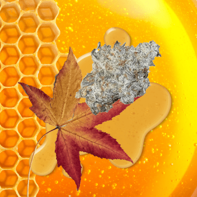Fall Cannabis Strains & Wilton Activities | HoneyComb Farm